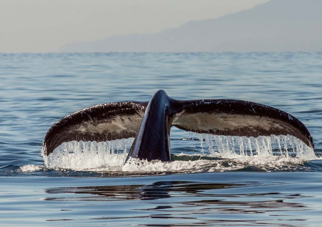 The Best Place To See Whales In New Zealand | Little Lost Travel