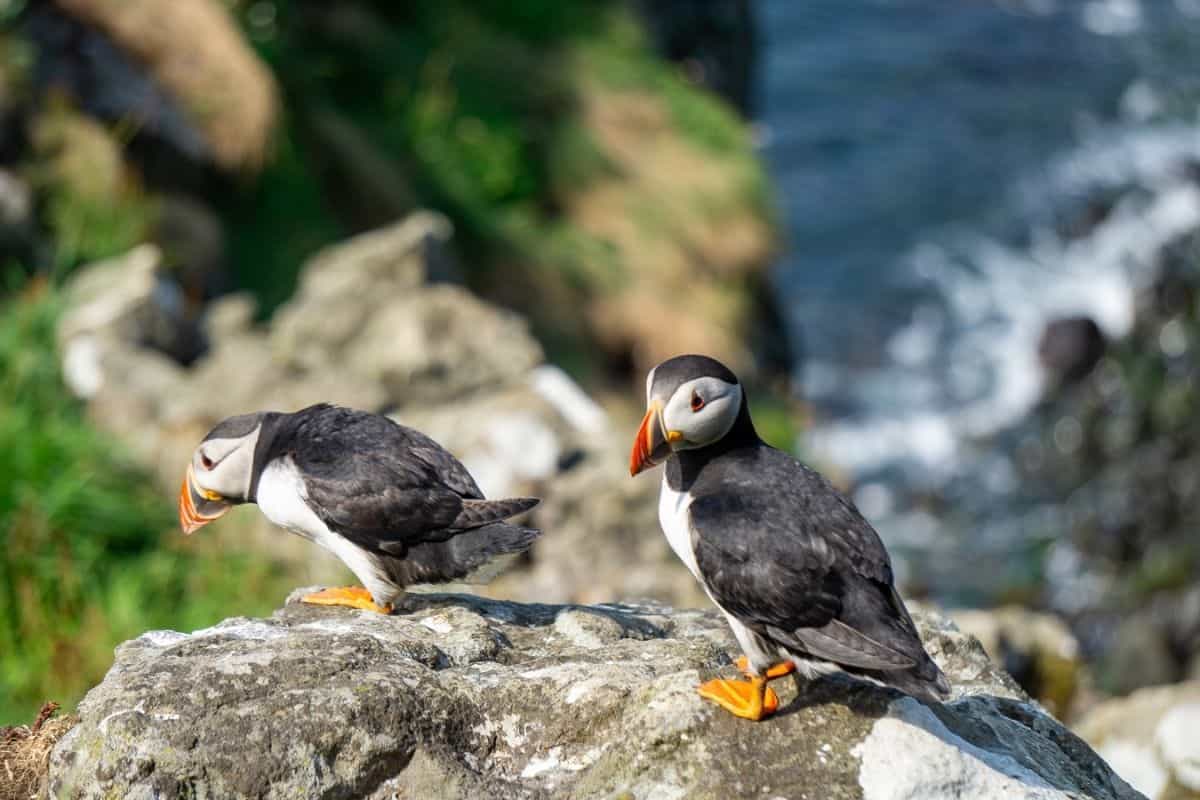 Where To See Puffins In Scotland: 9 Wild Encounters