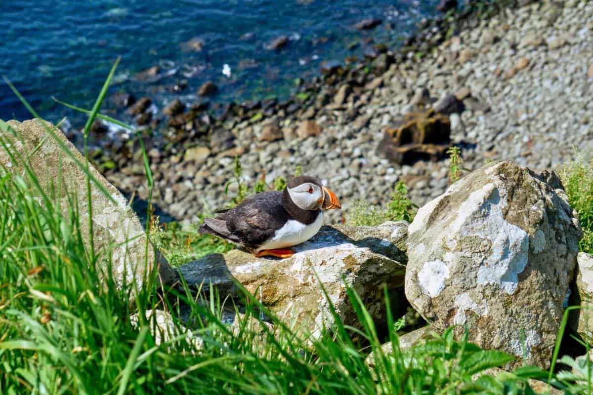 Where To See Puffins In Scotland: 9 Wild Encounters